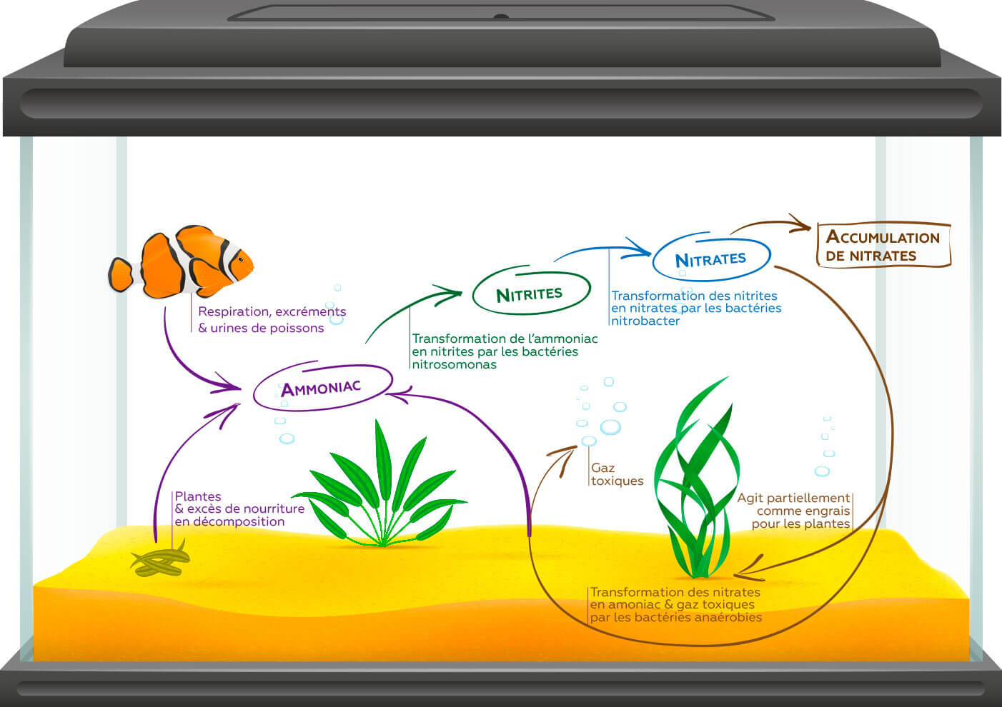 Tester l'eau de votre aquarium ou bassin